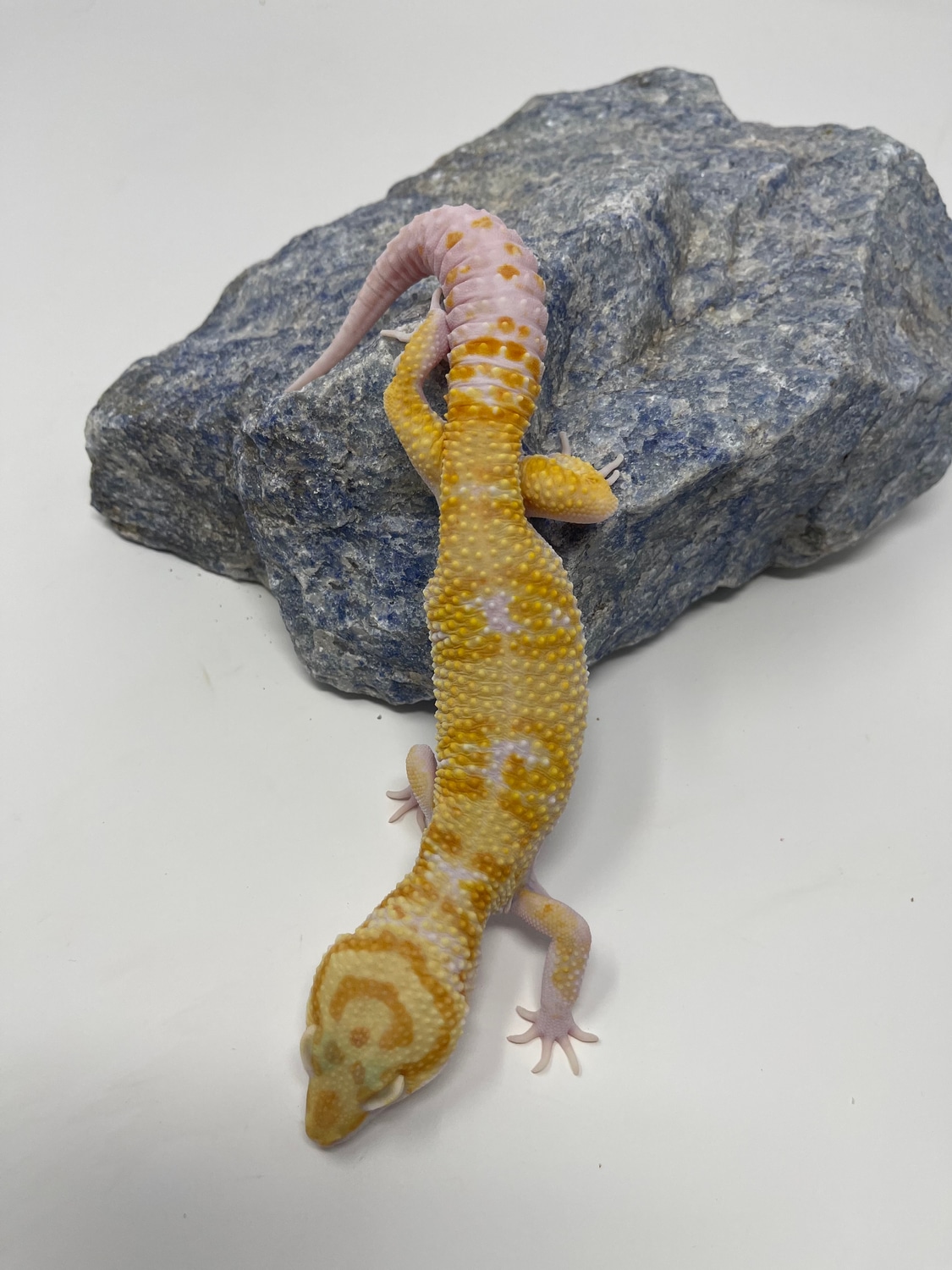 Tremper Het. Eclipse Leopard Gecko by Carolina Royal Dragons - MorphMarket