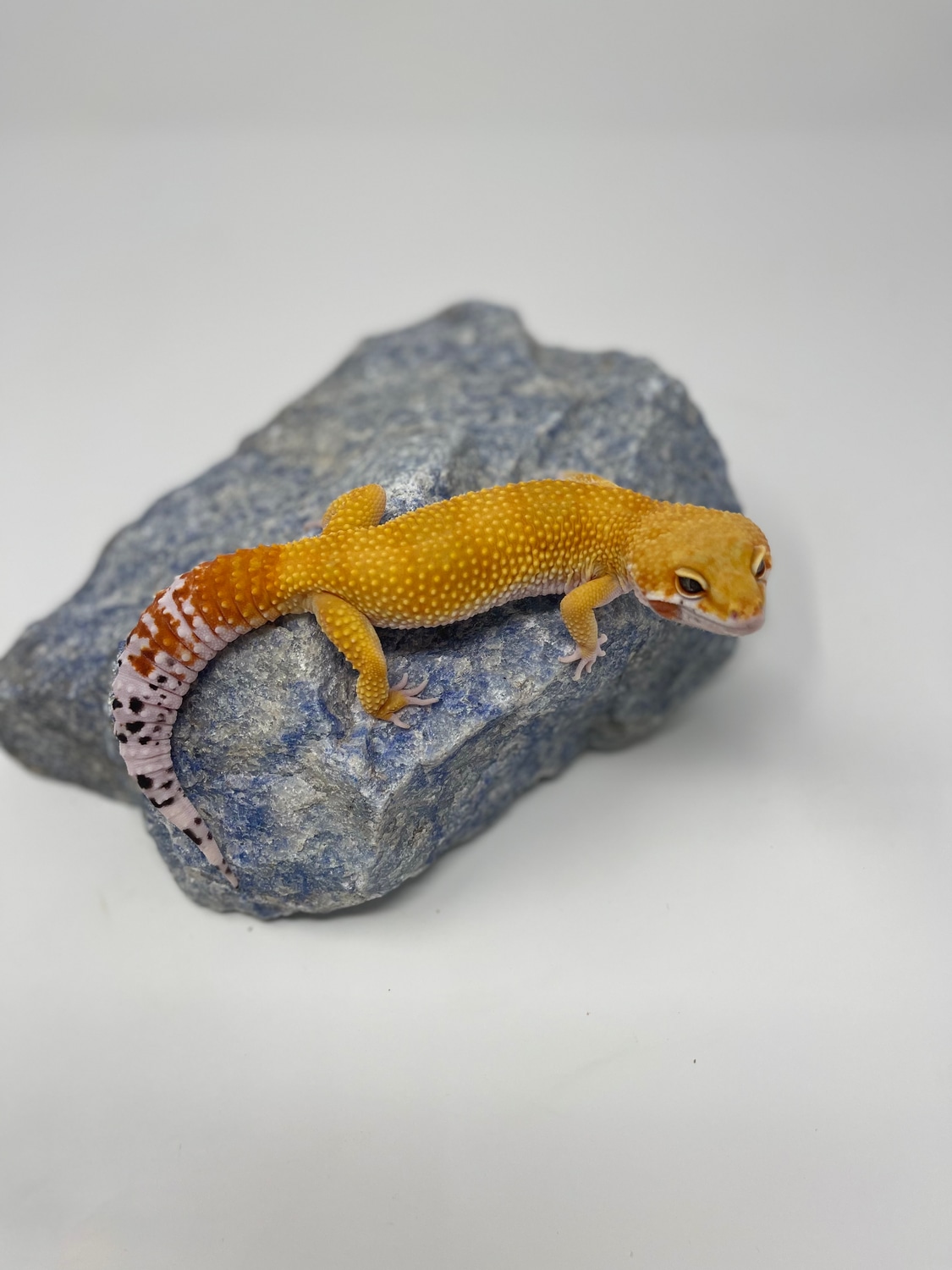 Super Hypo Tangerine Carrot Tail Baldy Leopard Gecko by Carolina Royal ...