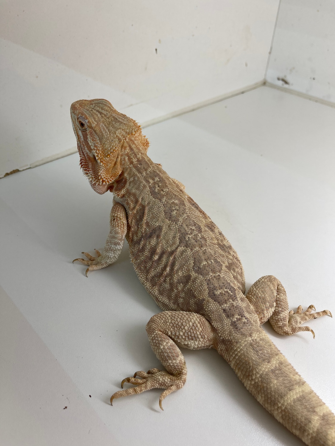 Hypo Leather Triple Het. Trans/Witblit/Zero Central Bearded Dragon by ...
