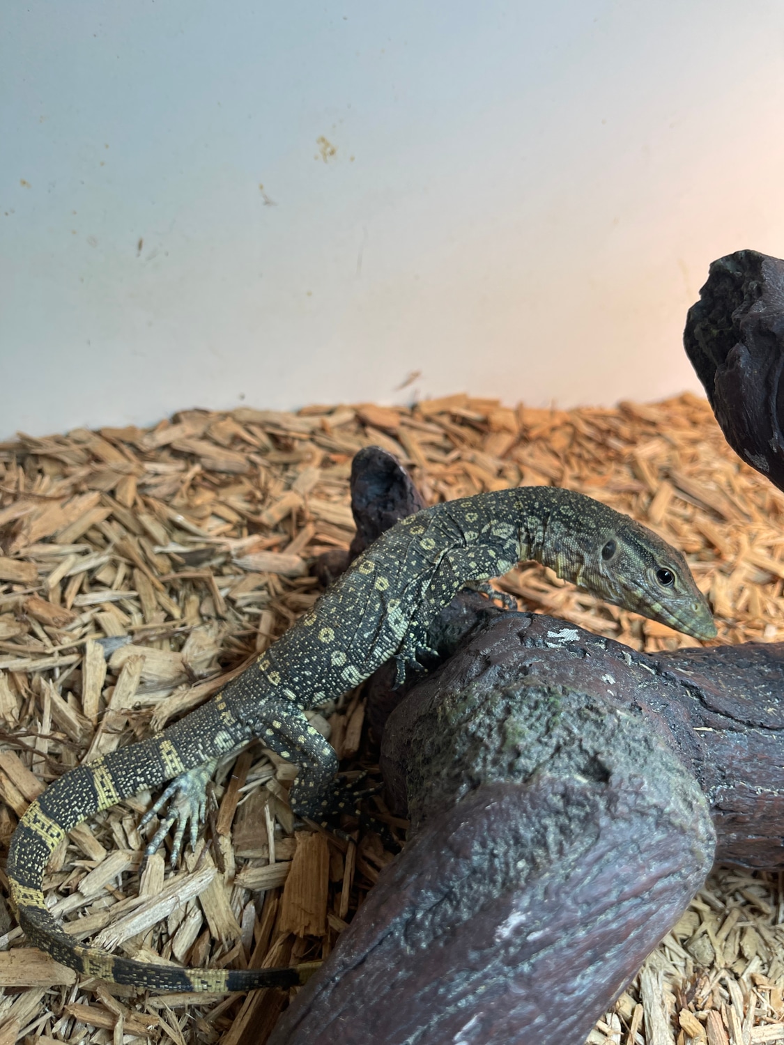 Ornate Monitor Other Monitor by Carolina Royal Dragons - MorphMarket