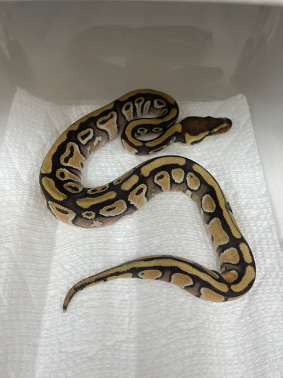 Mojave Ball Python by Carolina Royal Dragons