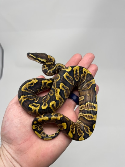 GHI YB Het. Hypo Ball Python by Carolina Royal Dragons