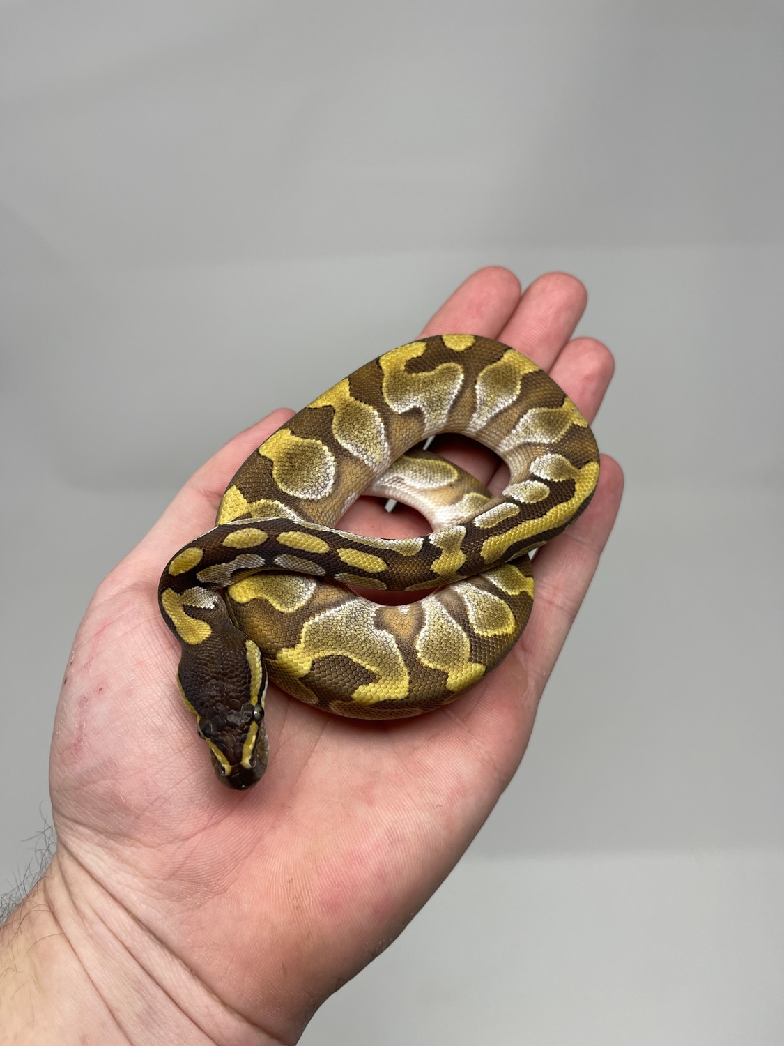 Mojave Enchi Het. Pied Ball Python by Carolina Royal Dragons - MorphMarket