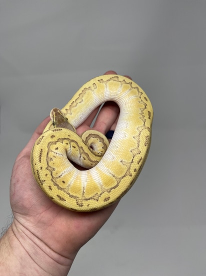 Pastel Lesser OD Pinstripe Ball Python by Carolina Royal Dragons