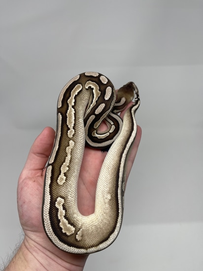 Black Pastel Mystic YB Ball Python by Carolina Royal Dragons