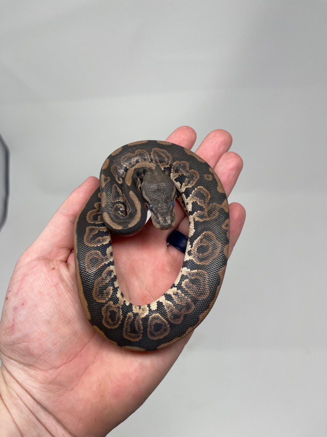 Cinnamon Ball Python by Carolina Royal Dragons - MorphMarket