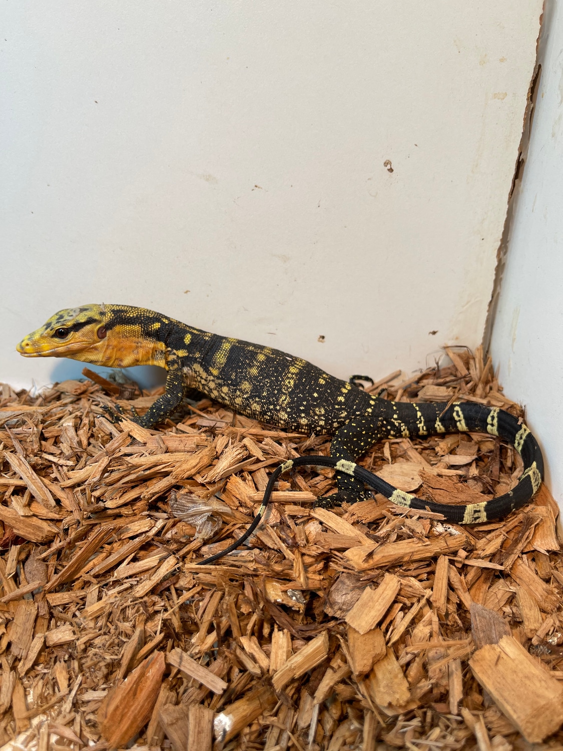 Cumingi Water Monitor by Carolina Royal Dragons - MorphMarket