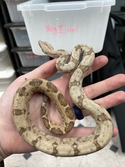 Pure Hog Island Boa Boa Constrictor by Carolina Royal Dragons