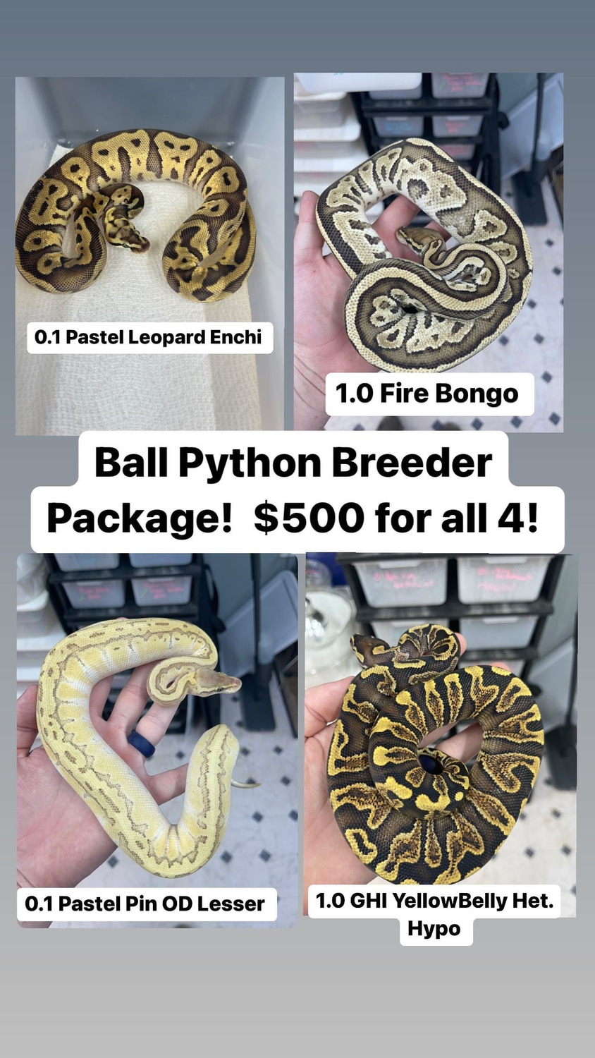 Breeder Package Ball Python by Carolina Royal Dragons - MorphMarket