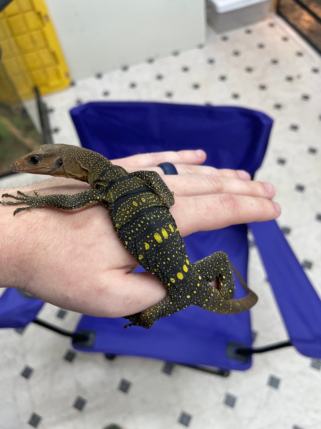 Spiny Neck Monitor Other Monitor by Carolina Royal Dragons - MorphMarket