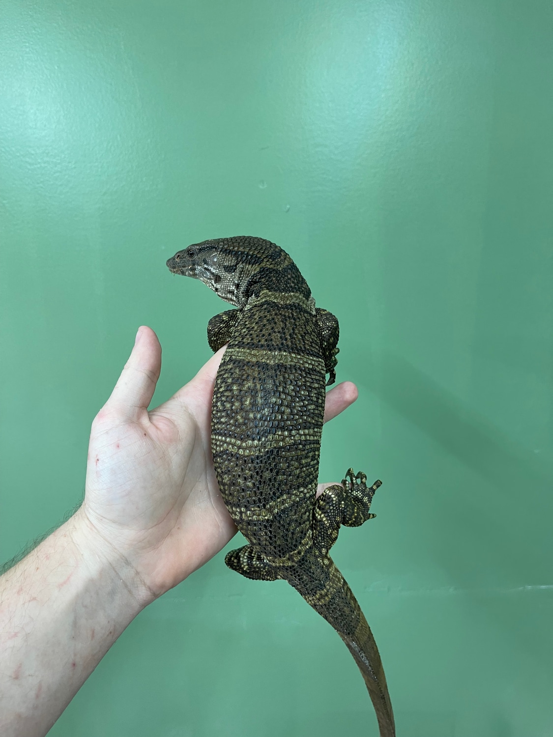 Female Dumeril's Monitor by Carolina Royal Dragons - MorphMarket