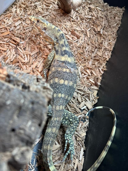 Sulphur Water Monitor by Carolina Royal Dragons