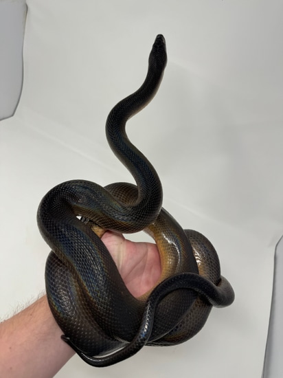 Papuan Water Python by Carolina Royal Dragons