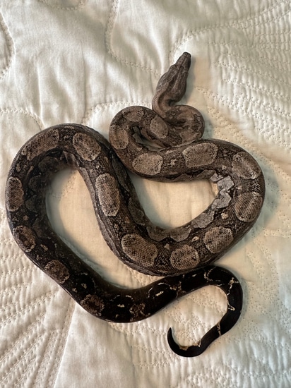 Argentine Boa Argentine Boa Constrictor by Carolina Royal Dragons