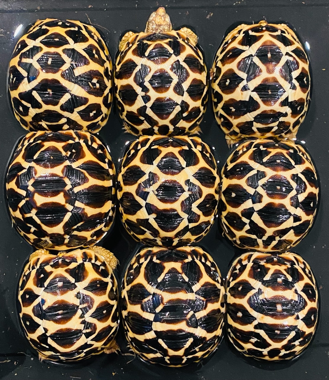 Sri Lankan Stars Indian Star Tortoise by Ian Tomich, Tomich Tortoise ...
