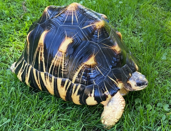 Proven Breeder Female Radiata - Ash Radiated Tortoise by Ian Tomich ...