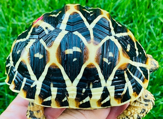 2020 Holdback Female Sri Lankan Star #4 Indian Star Tortoise by Ian ...