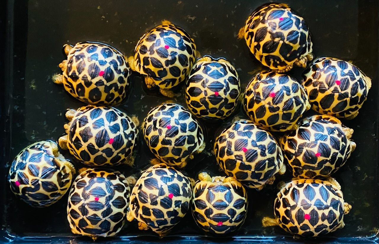 High Yellow Sri Lankan Stars Indian Star Tortoise by Ian Tomich, Tomich ...