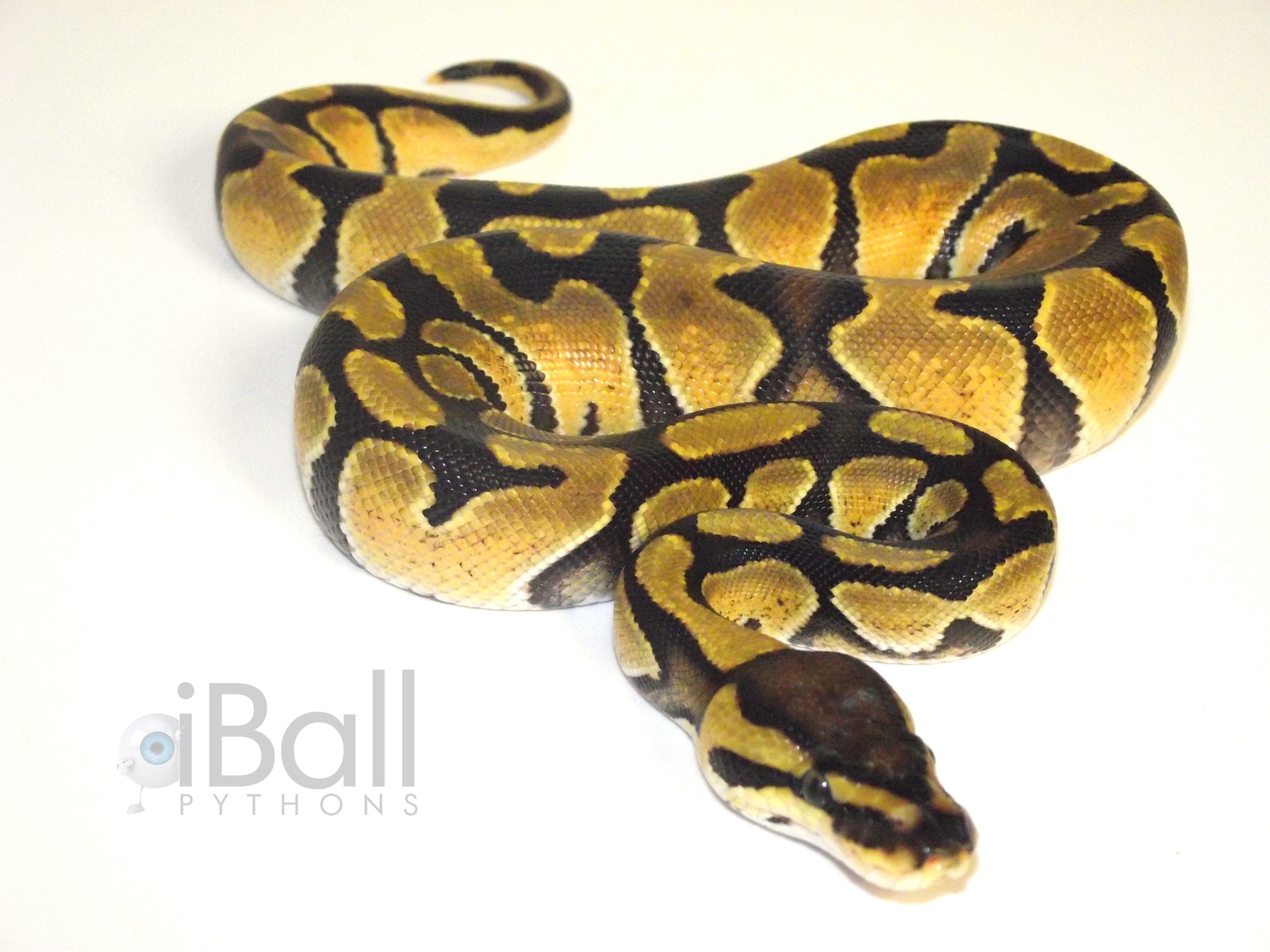 Enchi Double Het Desert Ghost / Clown Ball Python by Snakes and the ...