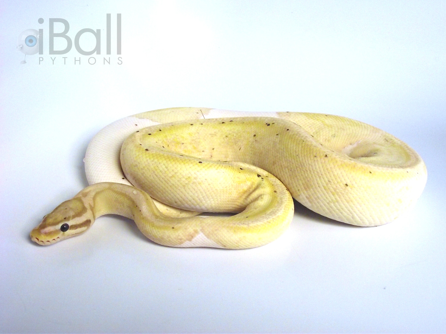 Pastel Banana Pied - 2017 - PROVEN BREEDER Ball Python by Snakes and ...