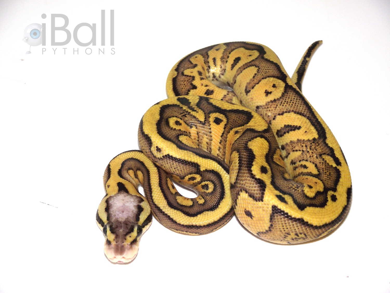 2018 Fire Fly Red Stripe 100% Het Clown Female Available Ball Python by ...