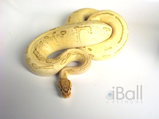 2017 Orange Dream Fire Yellow Belly Pinstripe Ball Python by Snakes and ...