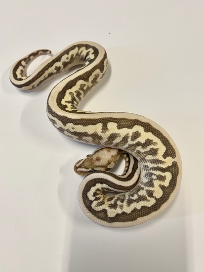 Pastel Lesser Spotnose Leopard Fire Het Red Axanthic Desert Ghost Ball ...