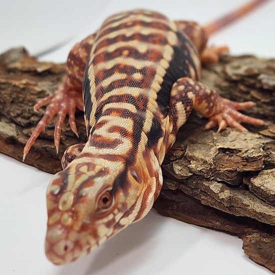 🍁🍂Autumn Is Here🍂🍁 Outcross Albino 50% Het Anery Argentine Tegus by ...