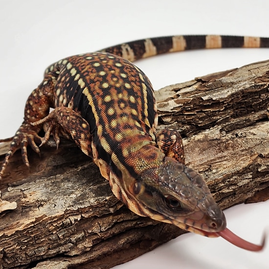 🧨DINO🧨mite🧨Outcross 100% Het Albino 50% Het Anery Argentine Tegus by ...