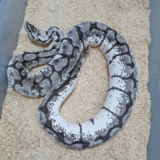 Athena - Zebrabelly Ball Python by Axanthic angel