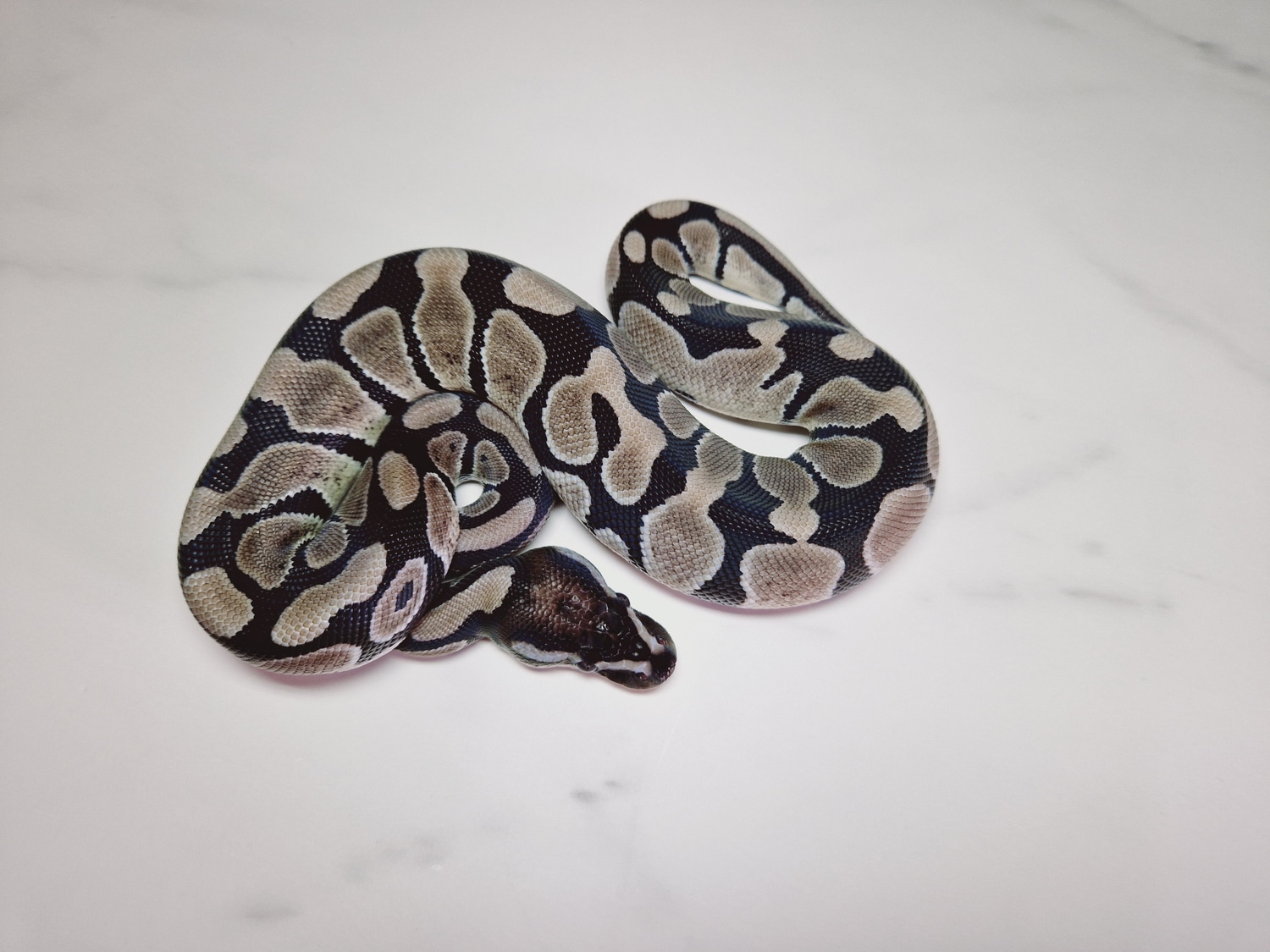 Tsk Axanthic 100% Het Desert Ghost Ball Python by Axanthic angel ...
