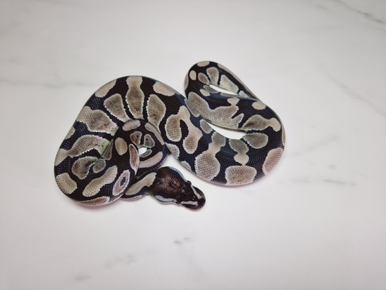 Tsk Axanthic 100% Het Desert Ghost Ball Python by Axanthic angel