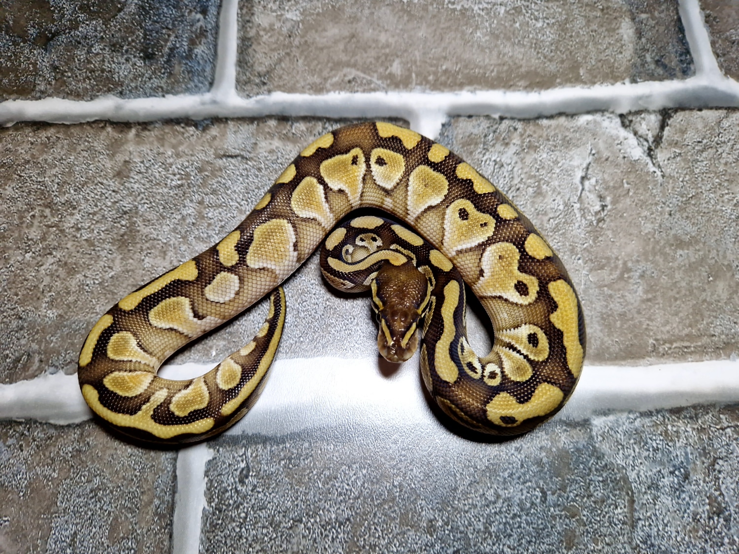 Lesser 100% Tsk Axanthic 100% Het Desert Ghost Ball Python by Axanthic ...