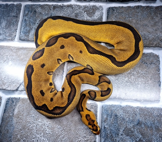 Enchi Leopard Clown Ball Python by Axanthic angel