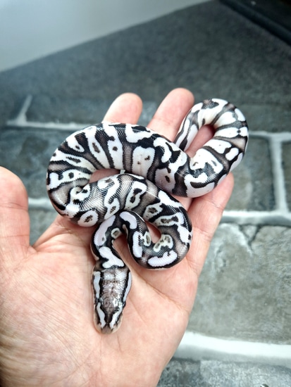 Enchi Pastel Ghi Axanthic Ball Python by Axanthic angel