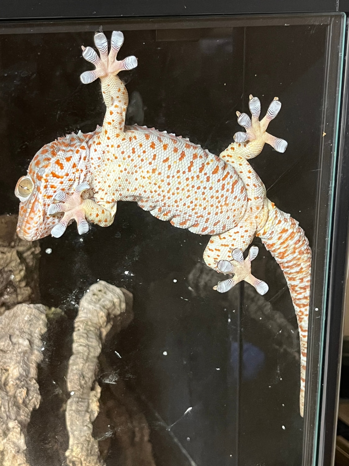 Breeding Pair Of Tokay Gecko by Diamond dragons and exotics - MorphMarket