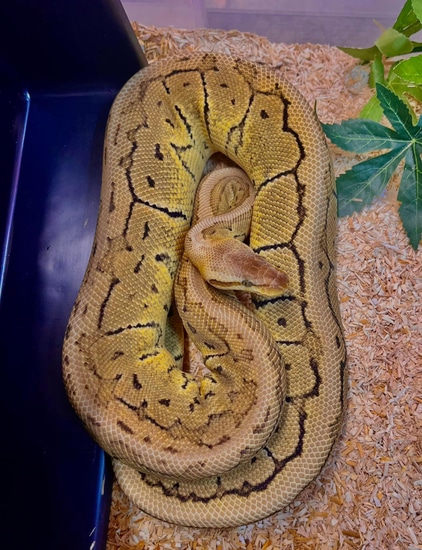 Lemon Blast Ball Python by Diamond dragons and exotics