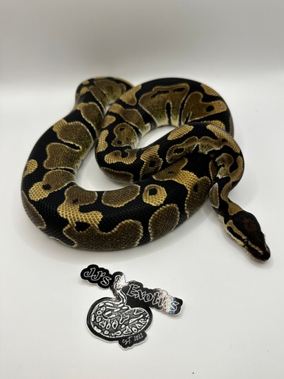 Dinker Ball Python by JJ’s Exotics