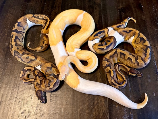 1.2 Dreamsicle Trio FREE SHIPPING Ball Python by JJ’s Exotics