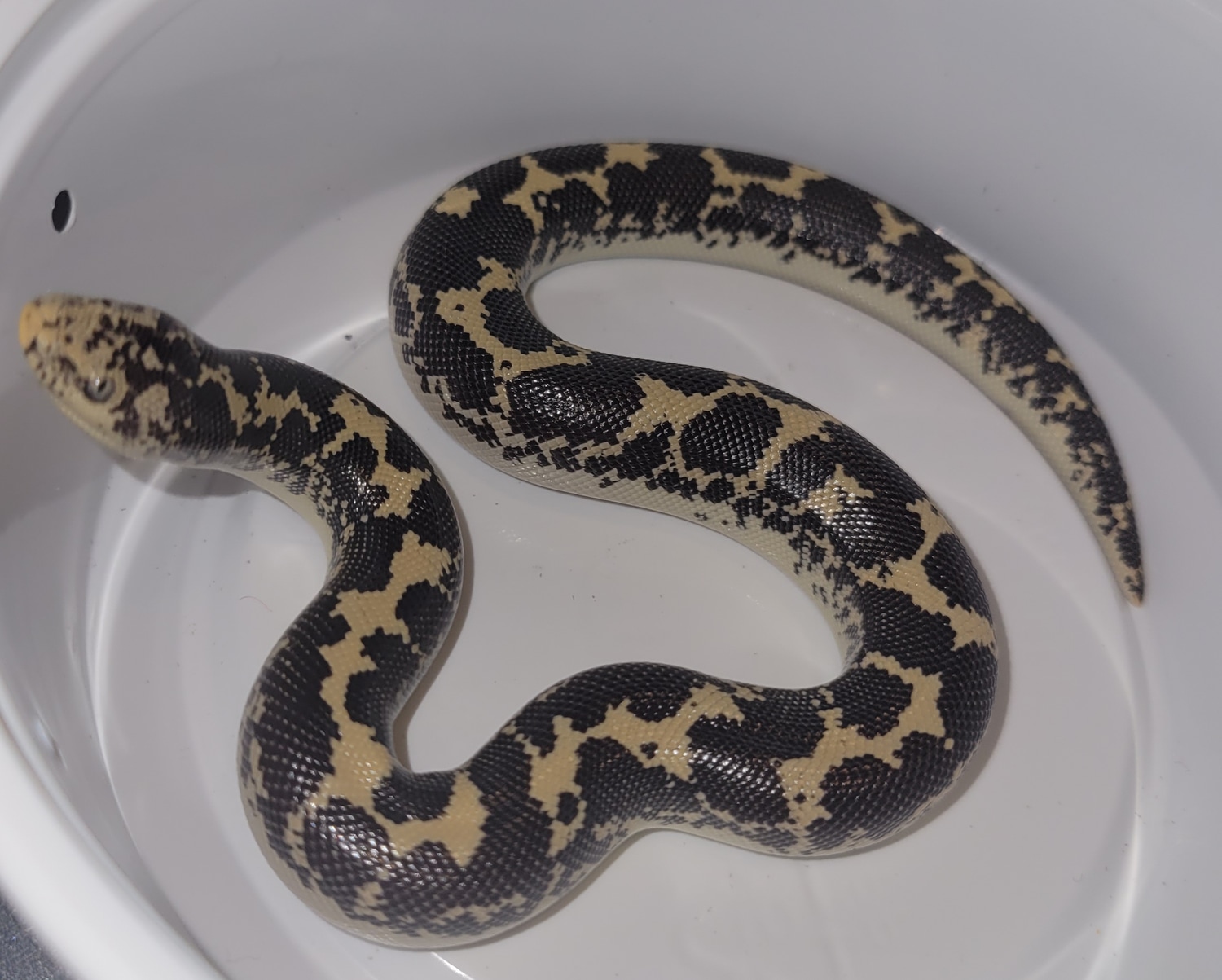Normal Kenyan Sand Boa by Idaho Medusa's KSBs - MorphMarket
