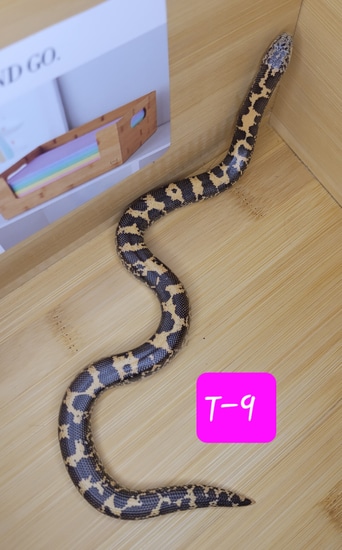 Normal Kenyan Sand Boa by Idaho Medusa's KSBs