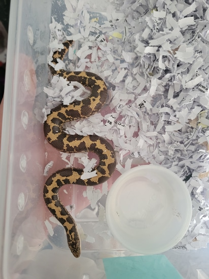 22 Normal Kenyan Sand Boa by Idaho Medusa's KSBs