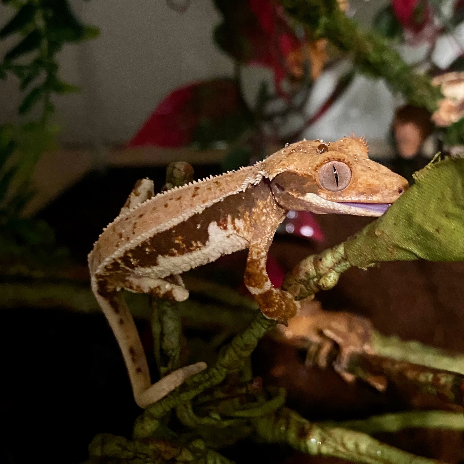 High Contrast Lilly White Crest Gecko Crested Gecko by Cowgirl Cresties ...