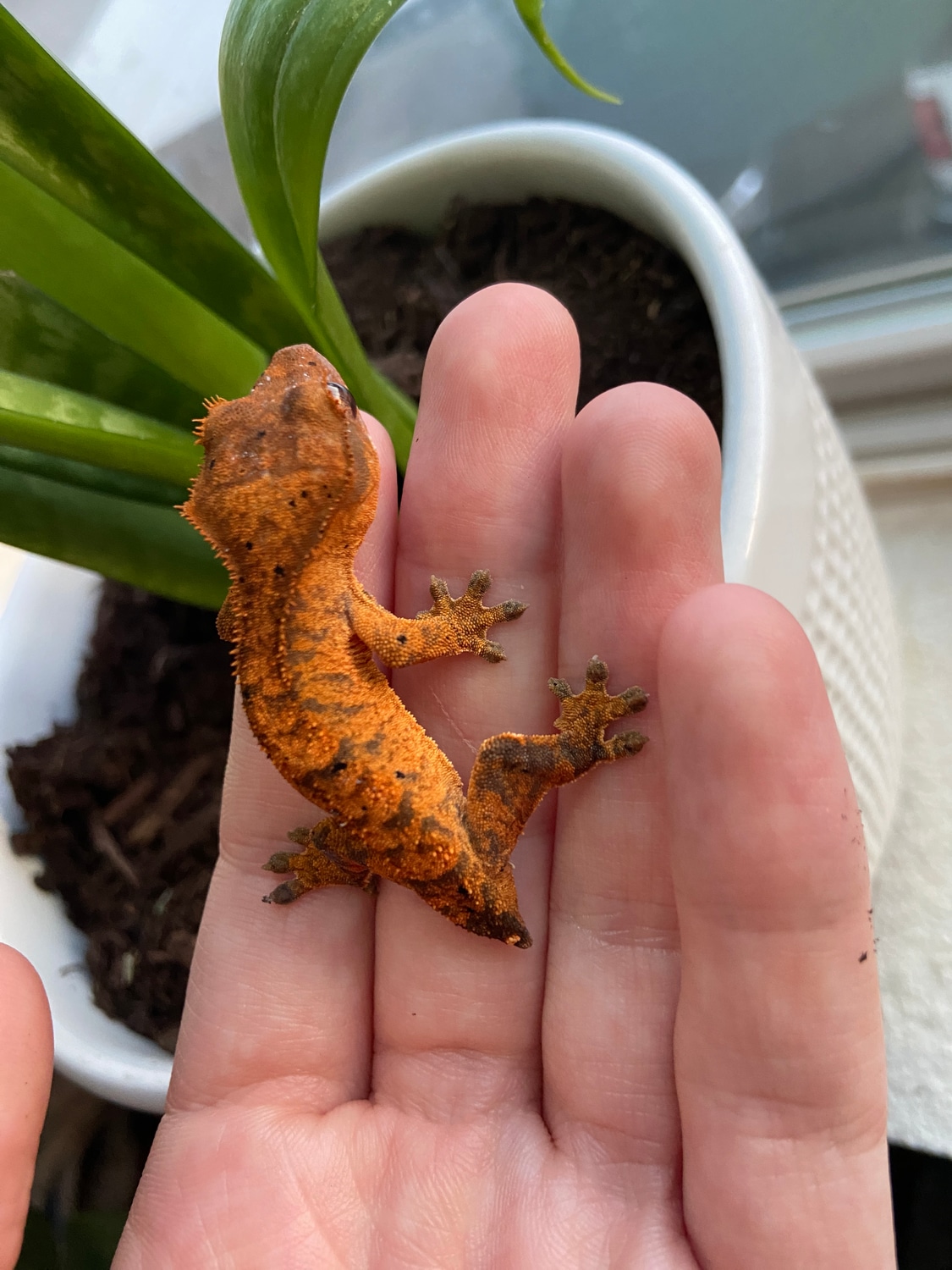 2023 Halloween Brindle Crested Gecko by Cowgirl Cresties - MorphMarket