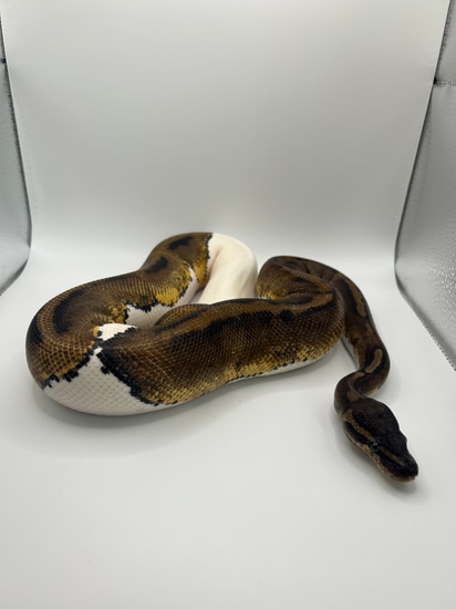 Mahogany Piebald Ball Python by Idaho Reptile Ranch