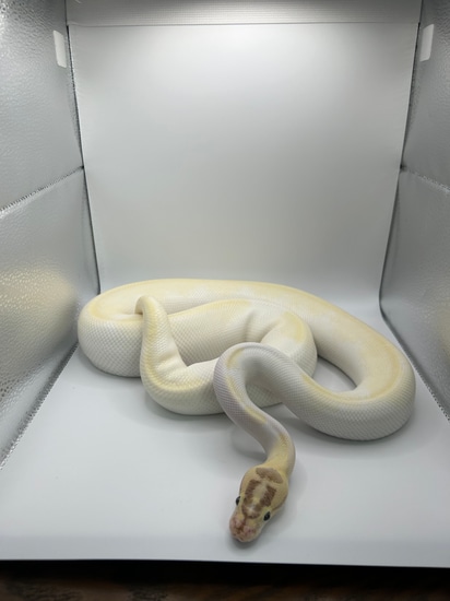 Super Yellow Belly Piebald Enchi Orange Dream Ball Python by Idaho ...