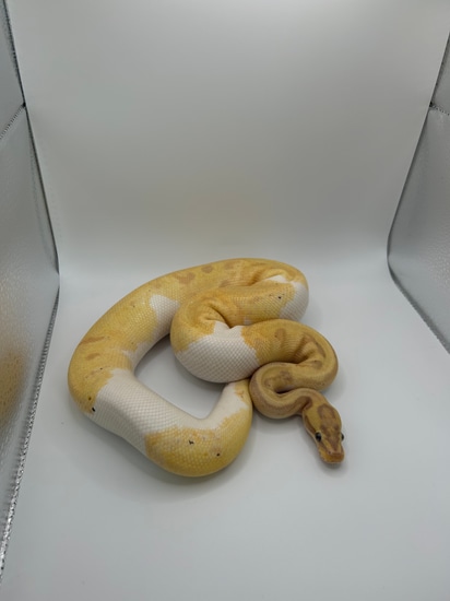 Banana Yellow Belly Leopard Piebald Enchi Orange Dream Ball Python by ...