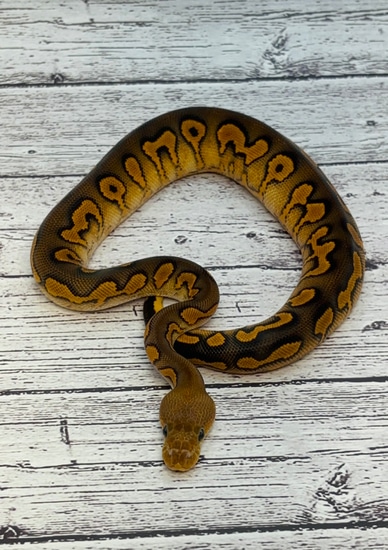 Wookie Black Pastel Yellowbelly (Redstripe) Clown Ball Python by ...
