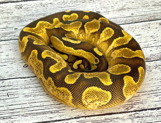 (Lace Scrambler) Calico Enchi Pastel Orange Dream Yellowbelly 50%Het ...