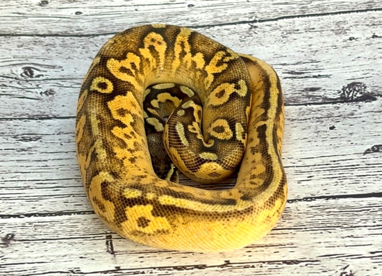 Scrambler Pastel Orange Dream Yellowbelly Barnhart Black Pastel66%Het ...